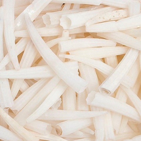 Small Ridged Dentalium Shells 1/2lb Bag – i-Bead Inc.